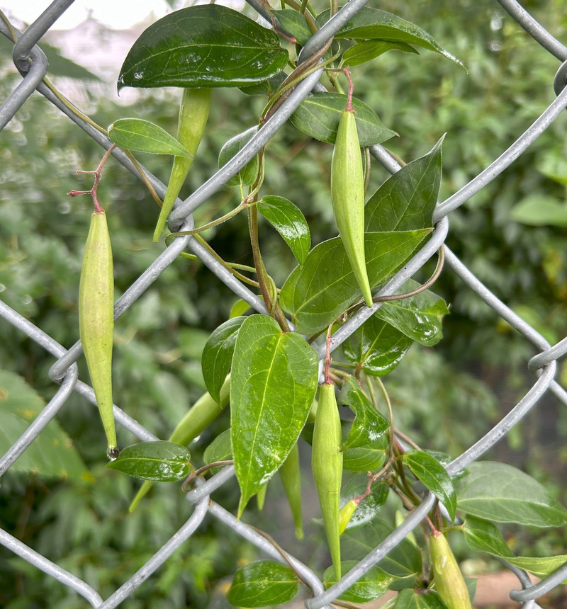 Garden Gems: Why and How to Tackle Black Swallow-wort - The Belmont Voice