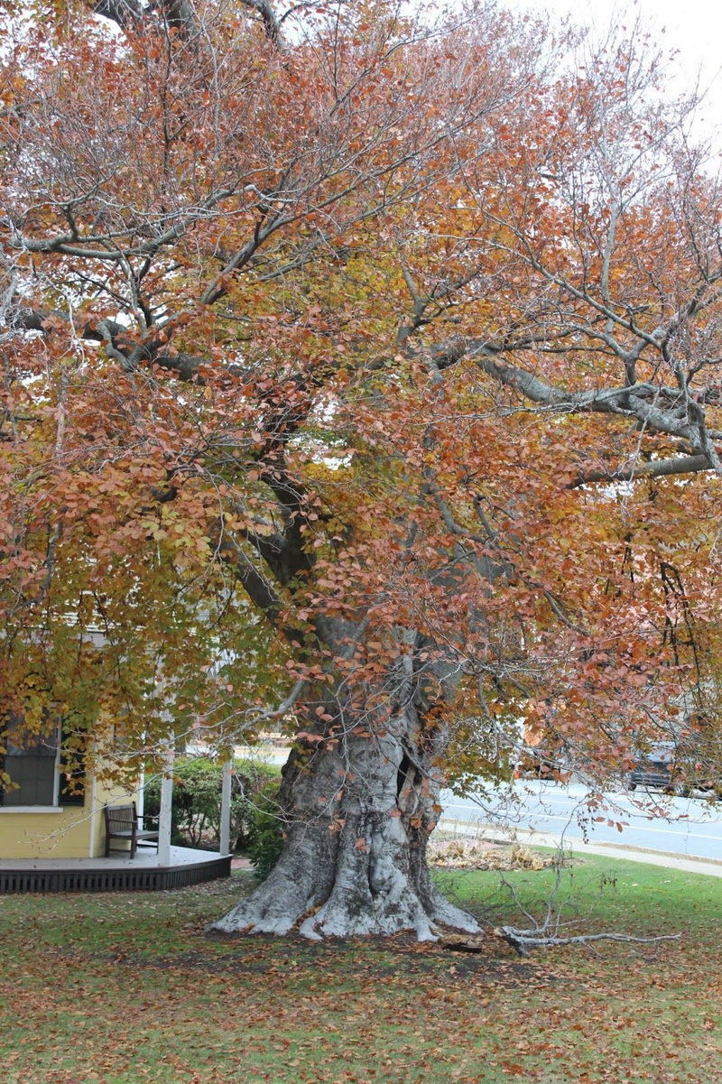 ‘Iconic’ Concord Avenue Tree to be Removed - The Belmont Voice